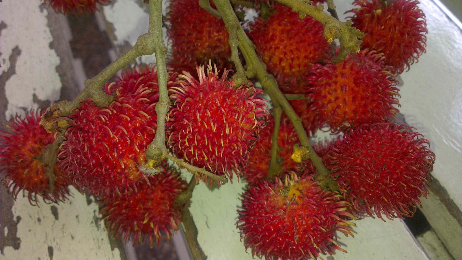 In Pinay's Tummy: TASTE OF MINDANAO: RAMBUTAN