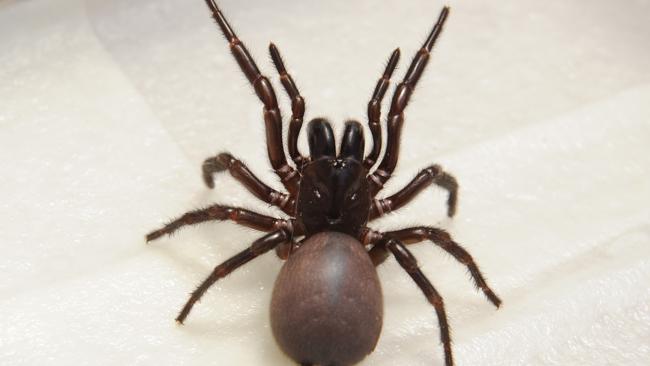 @lchemywen: ¡El Temor a la Migala es REAL!