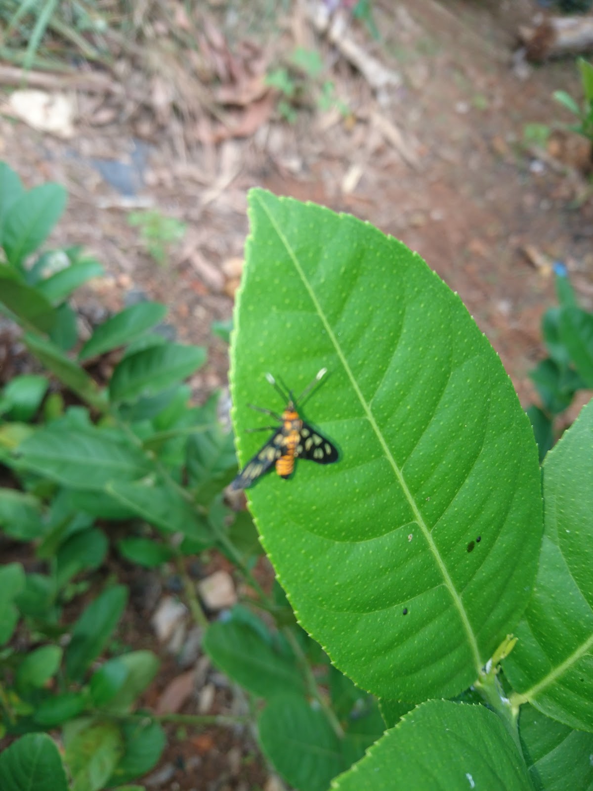 insect up lemon tree