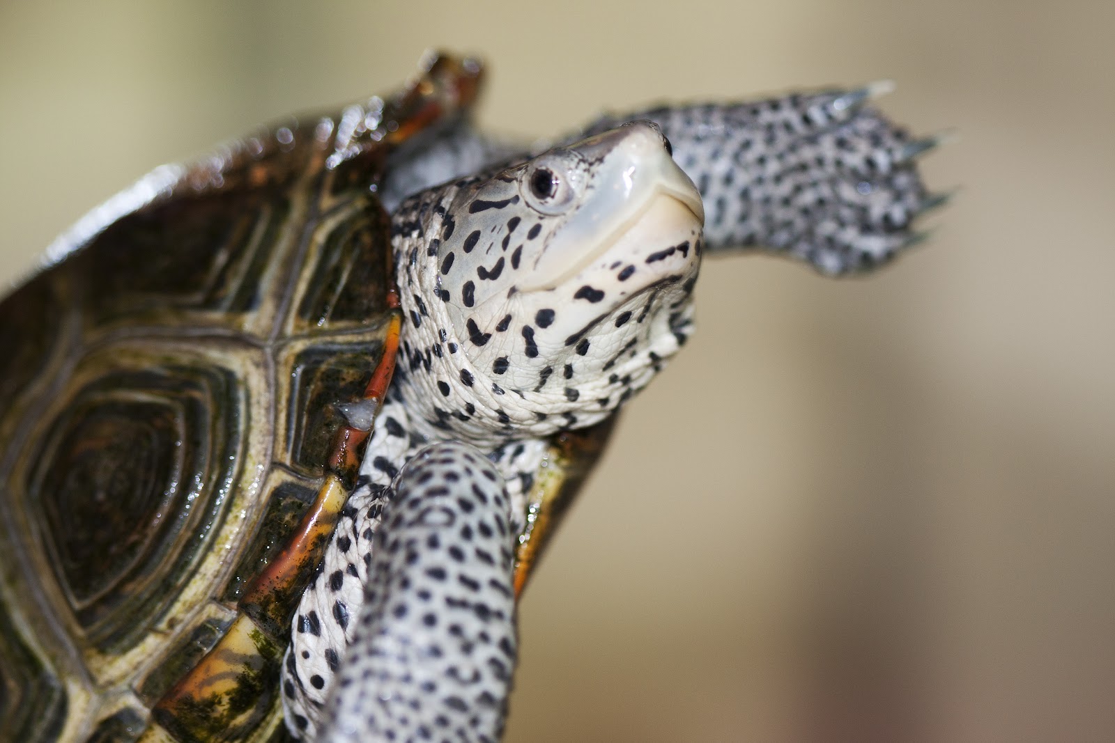 Salamander-Shmalamander: Catching diamondback terrapins on Kiawah Island
