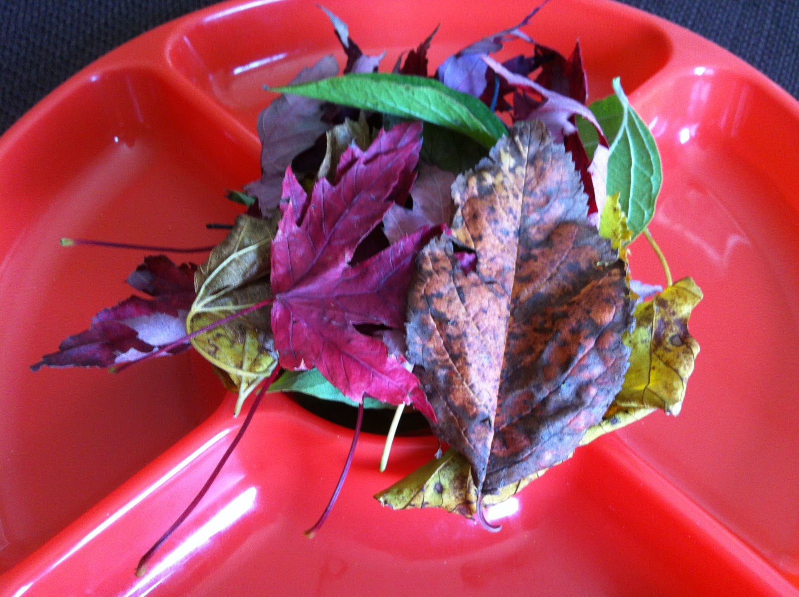 Handmade by CJ: Fall Leaf Sorting
