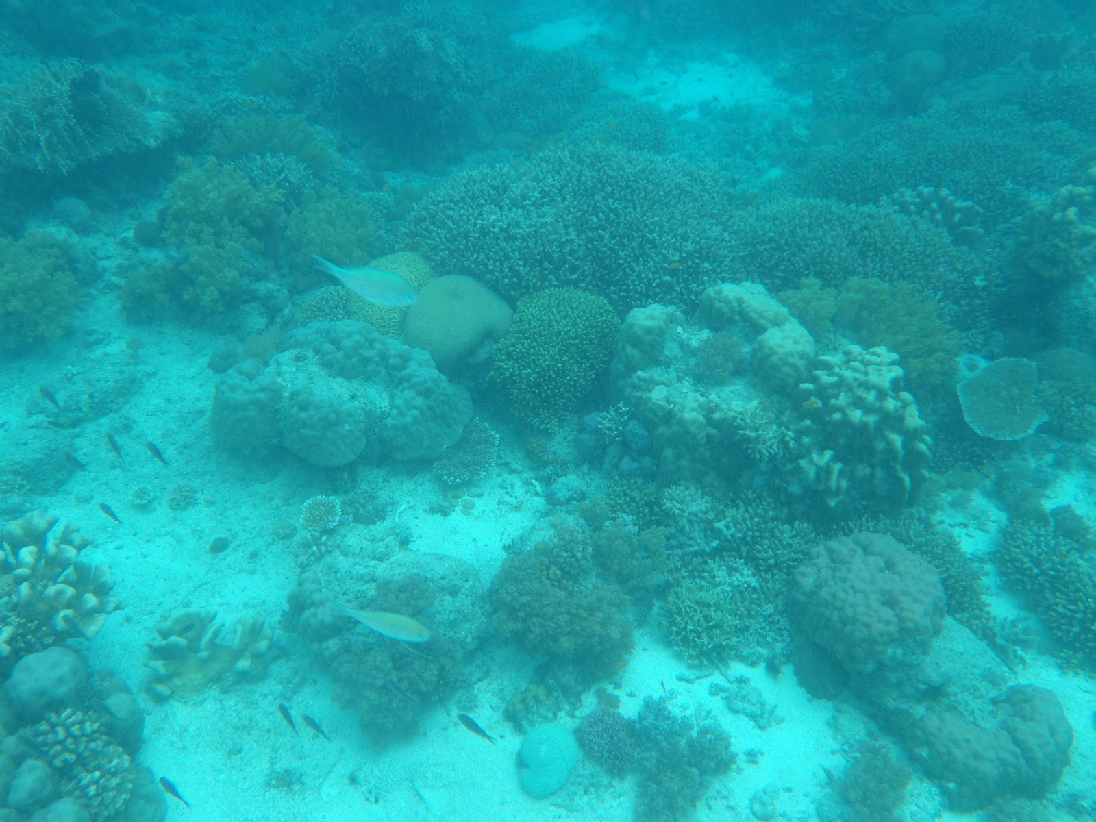 Bohol Island Hopping, Dolphin Watching and Balicasag Island Fish Sanctuary