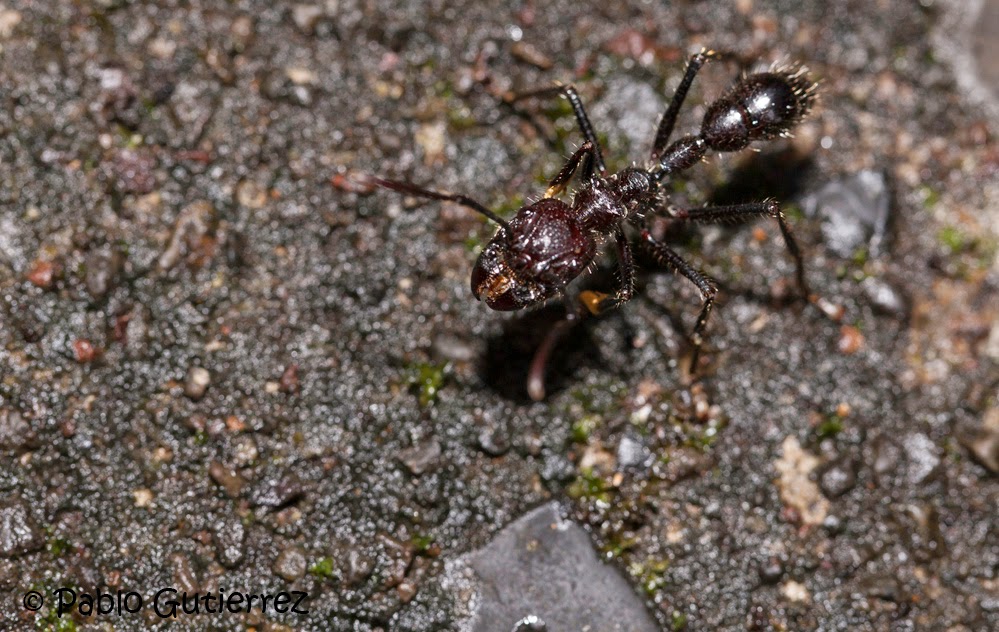 gaviotas y anillas: Paraponera clavata. Hormiga Bala
