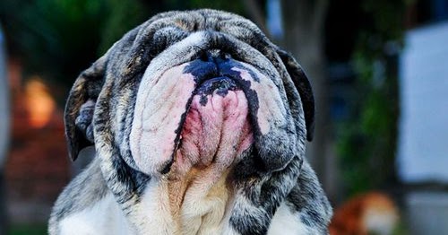 All Things Fuzzy And Adorable: Cute, Fat Bulldog Puppy and Dad