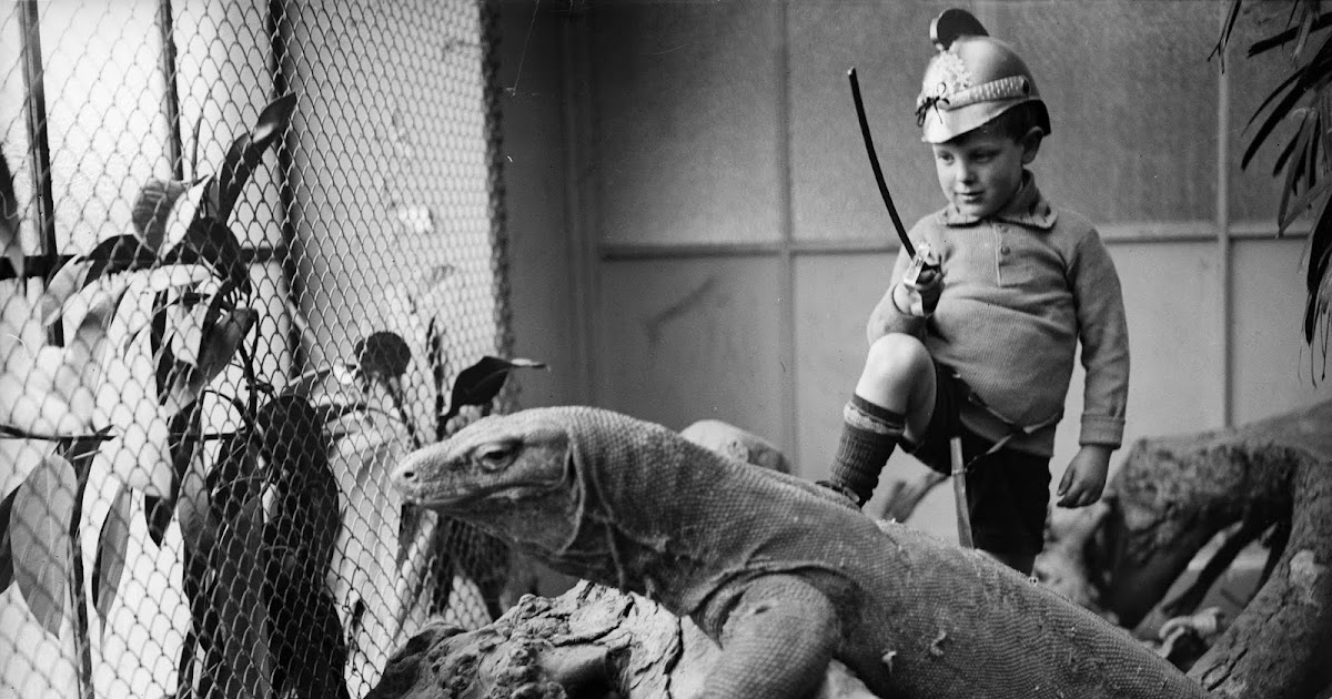 Zoology Jottings: Joan Procter. Her Reptile House at London Zoo and ...