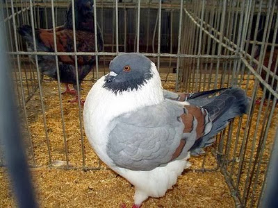 Pigeon Breeds: Gazzi Modena Pigeon Information and Its Pictures
