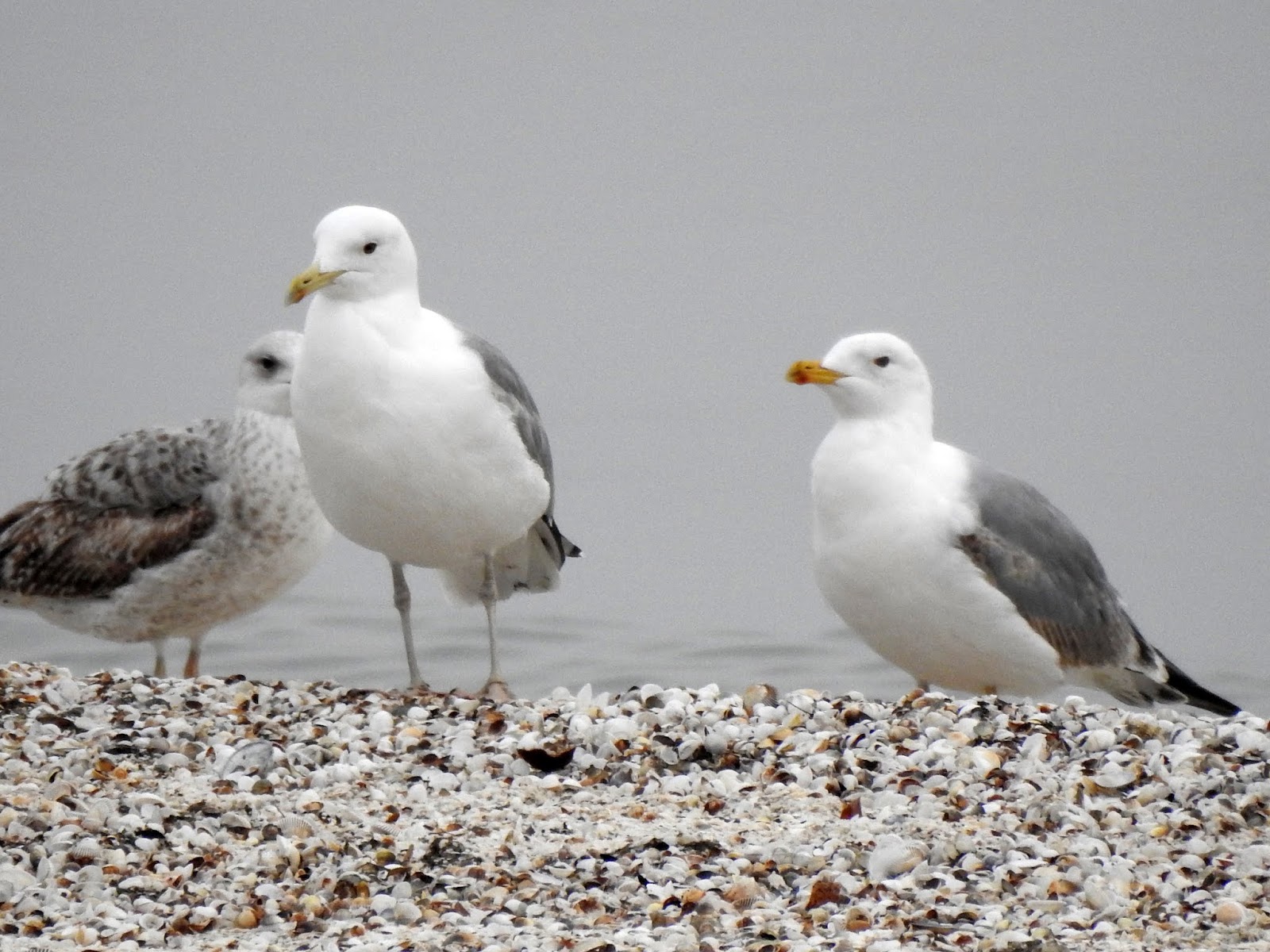 PASARI DIN ROMANIA: PESCARUS ARGINTIU, Larus argentatus