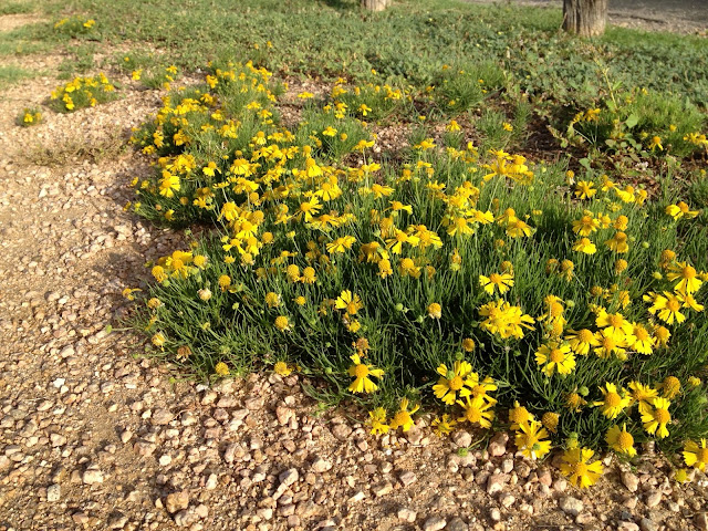 The Grackle: Bitterweed for the Verge and Garden?