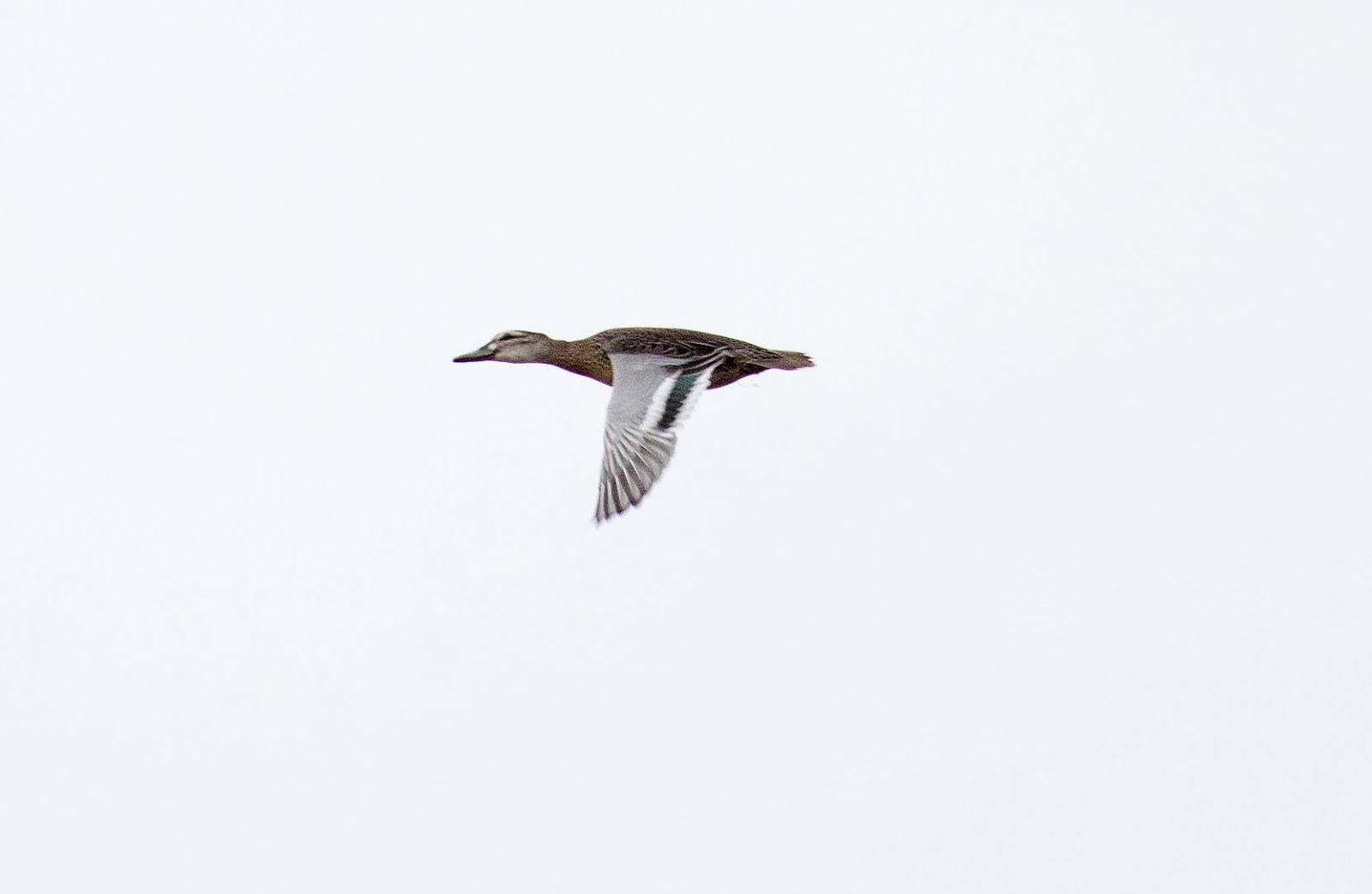 pewit: eclipse drake Garganey