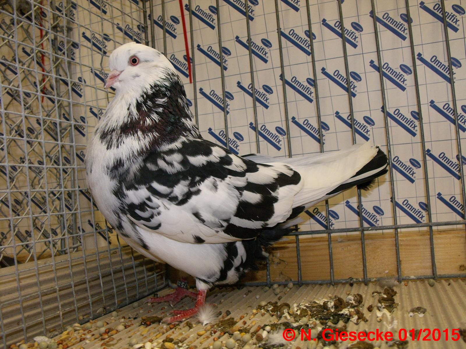 Bremen Tumbler pigeons ( Bremer Tümmler ) - Pigeons fall