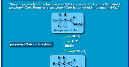 Mundo da Bioquímica (blog sobre bioquímica): Mapa metabólico sobre a ...