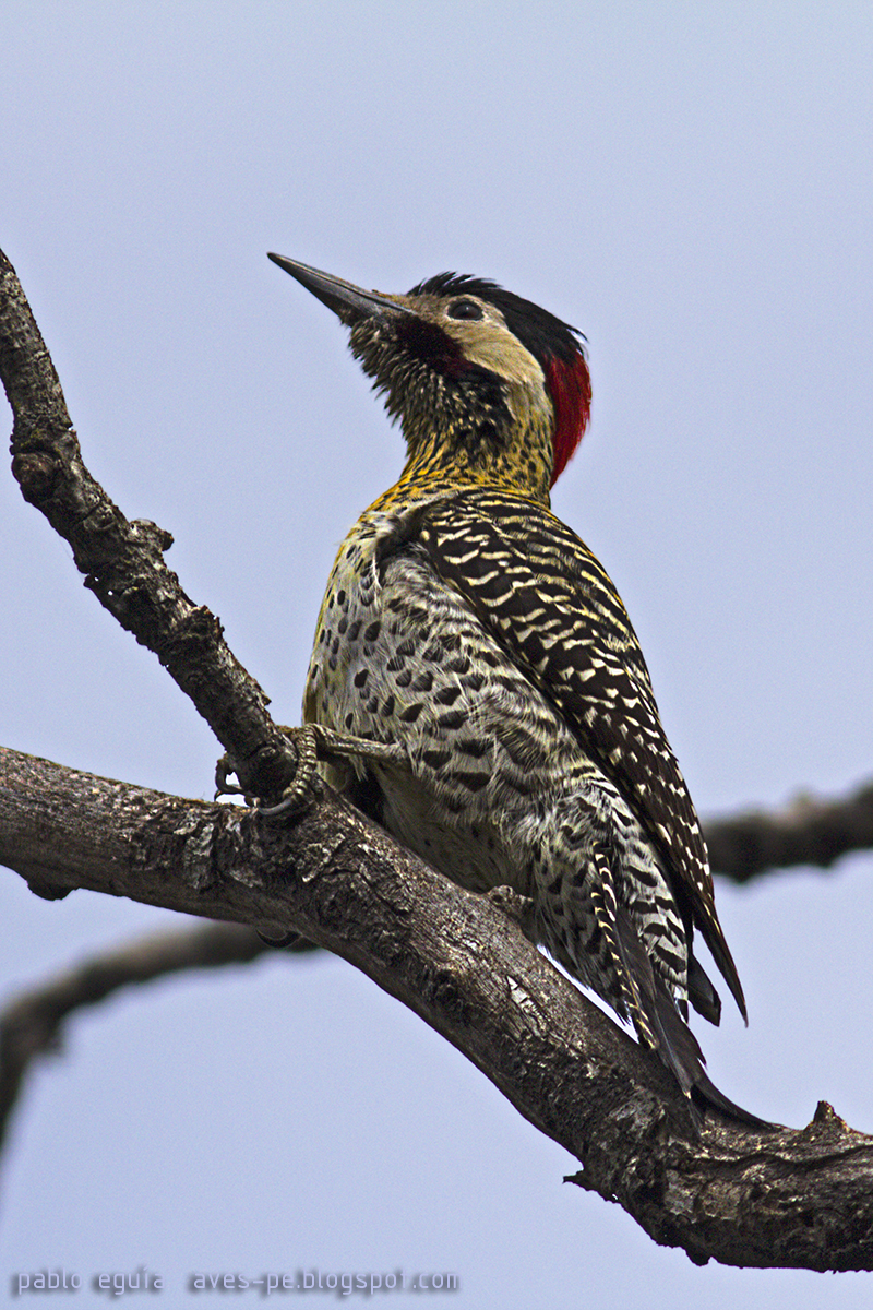 mis fotos de aves: Colaptes melanolaimus Carpintero Real Golden ...