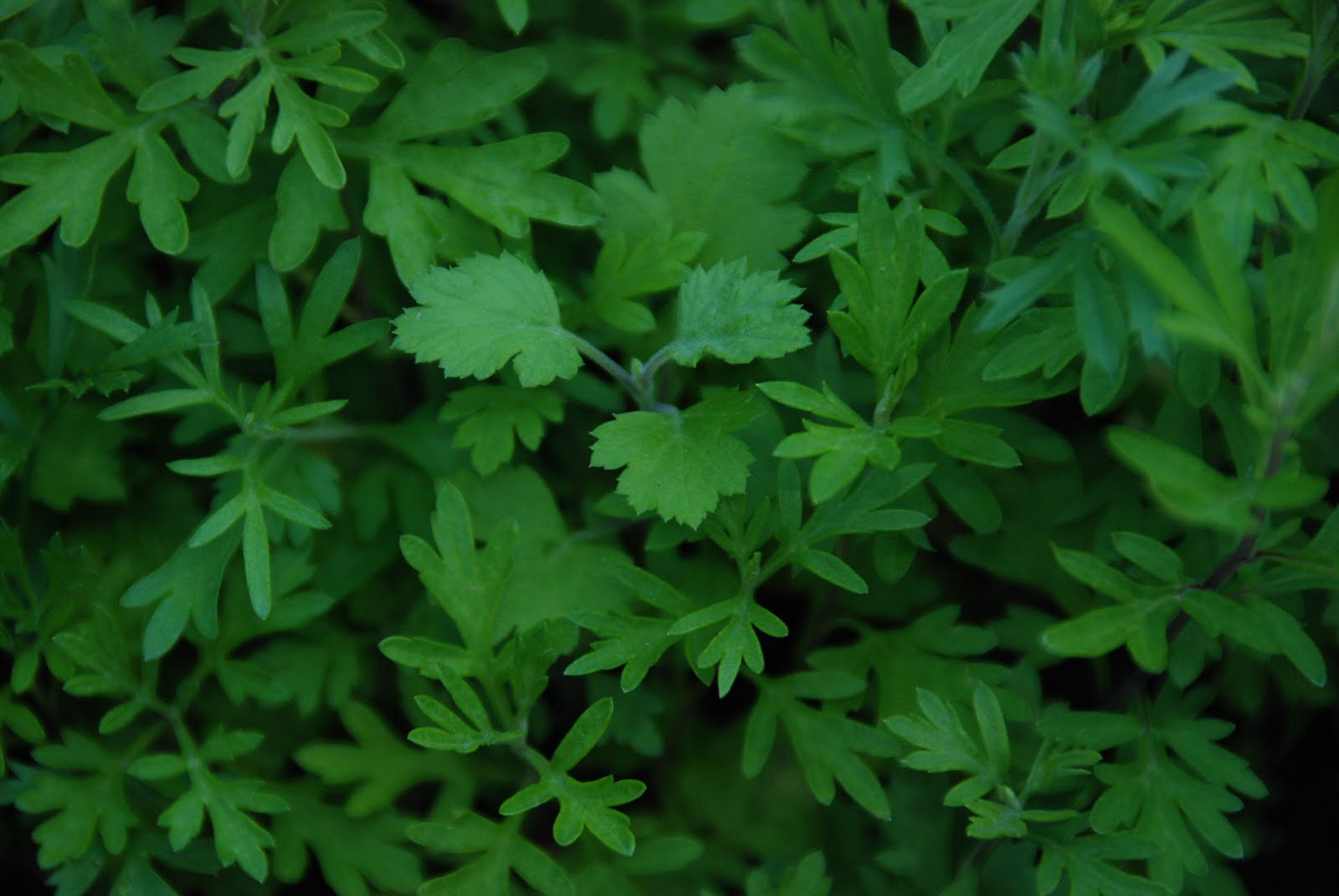 Garden Fairy's Cafe: Yomogi (Japanese mugworts)