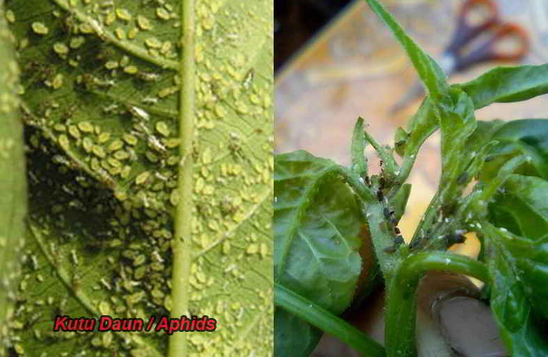 BPP Tersono Kabupaten Batang: Januari 2015