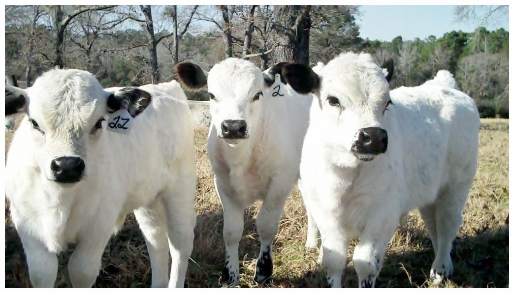 Generalidades de la Ganadería Bovina.: Raza Blanco Orejinegro