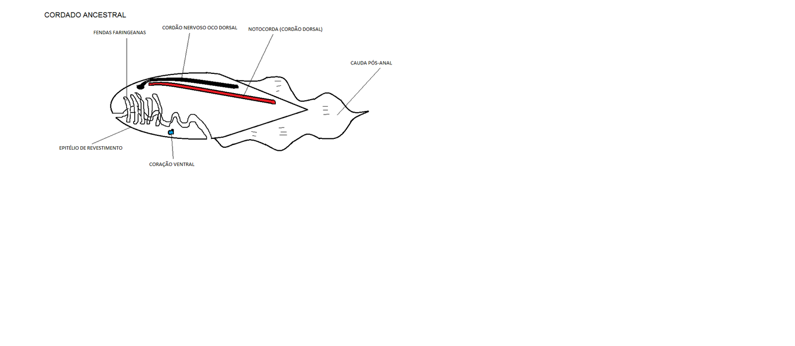 Gabriel Marques: FILO: CORDADOS