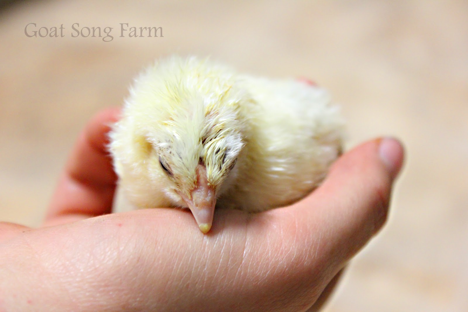 To Sing With Goats: Ready, Set, Go.