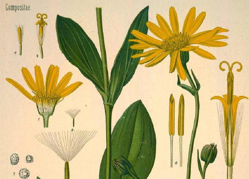 Botánica antigua / El blog de El Marques!
