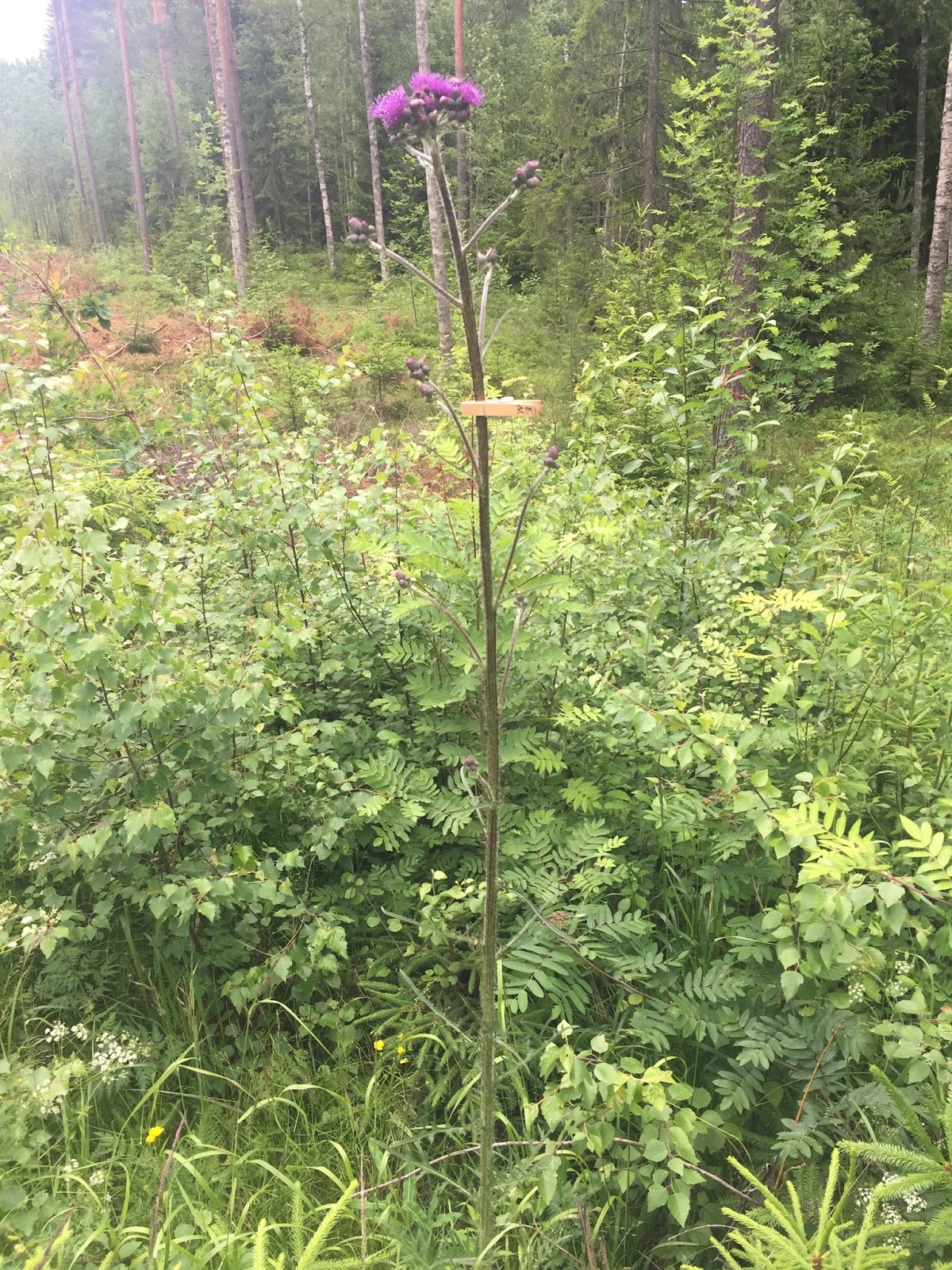 Arbores et plantae: Pelto-ohdake - Cirsium arvense