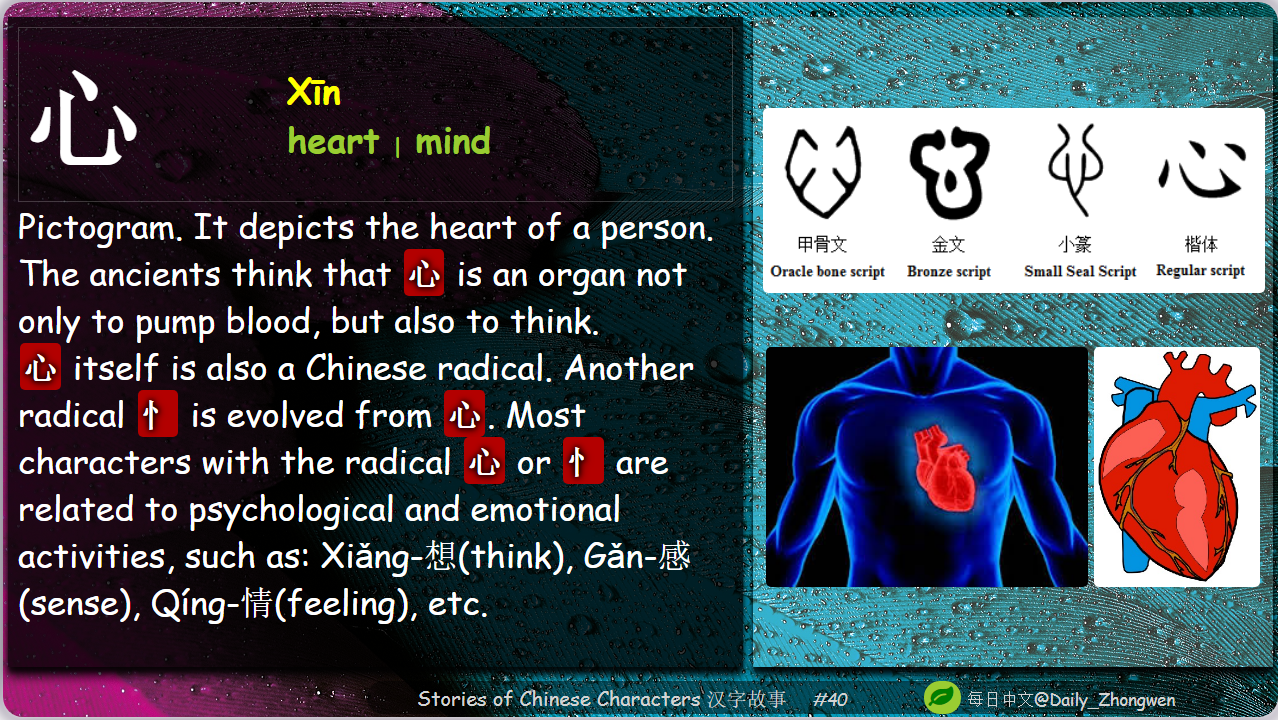 每日中文 Daily Zhongwen: 汉字故事 -【心】
