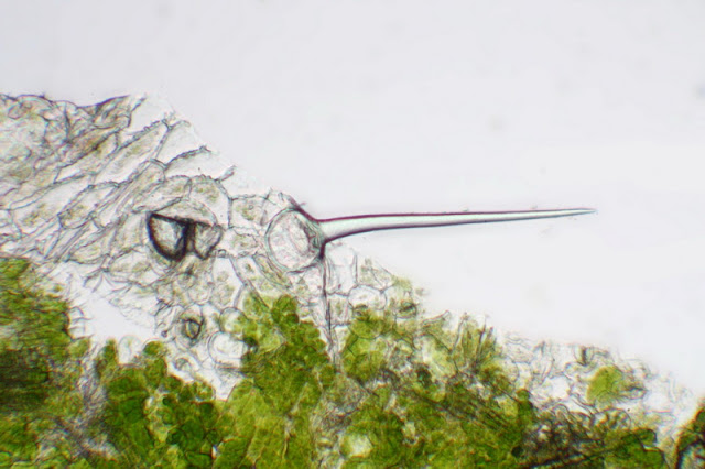 EL MUNDO MICROSCÓPICO DE LAS PLANTAS: Urtica urens L.