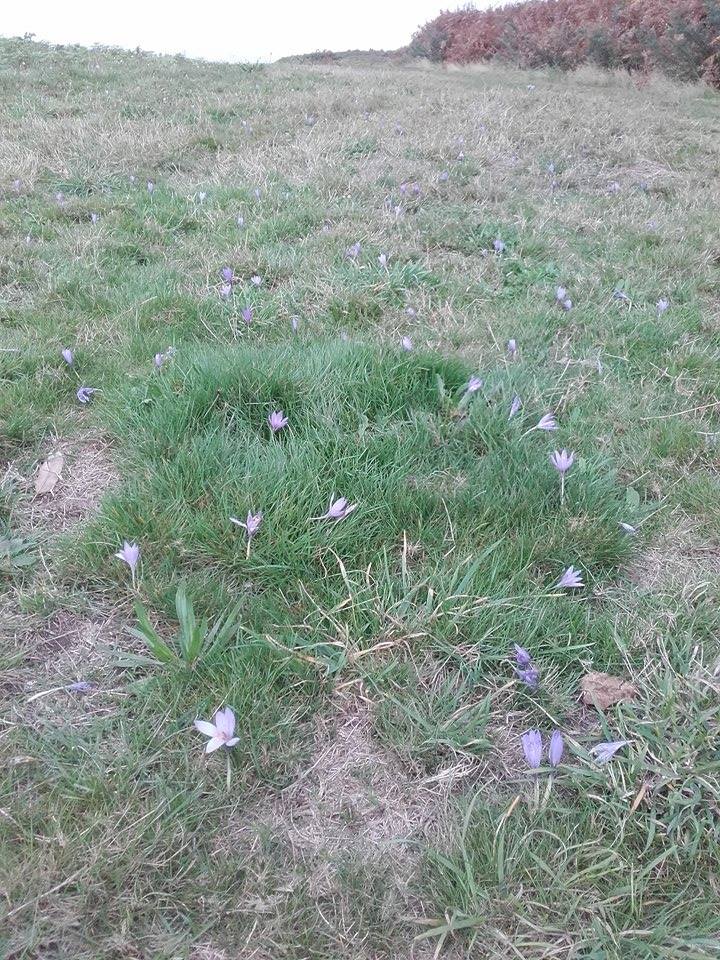 Caminos y senderos españoles: PLANTAS CURIOSAS: “FALSO AZAFRÁN”