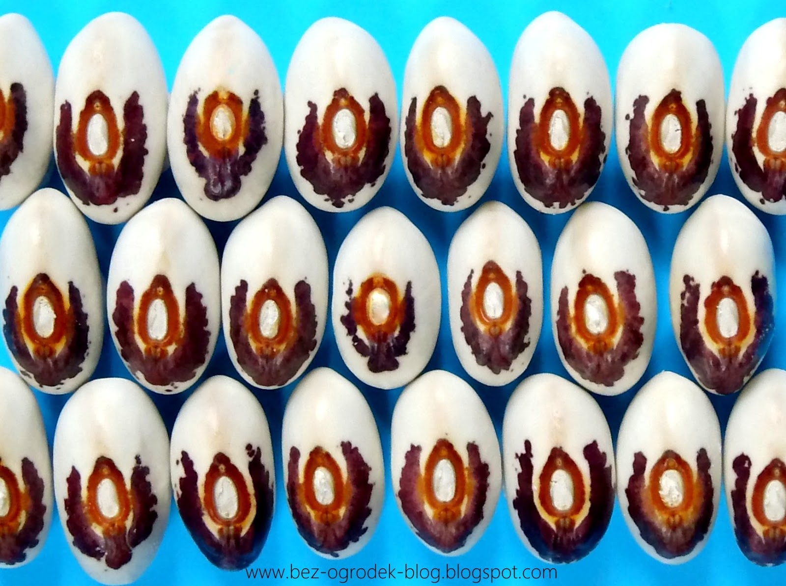 Fasola eucharystyczna z hostią. Święte nasiona? | BEZ OGRÓDEK | blog ...