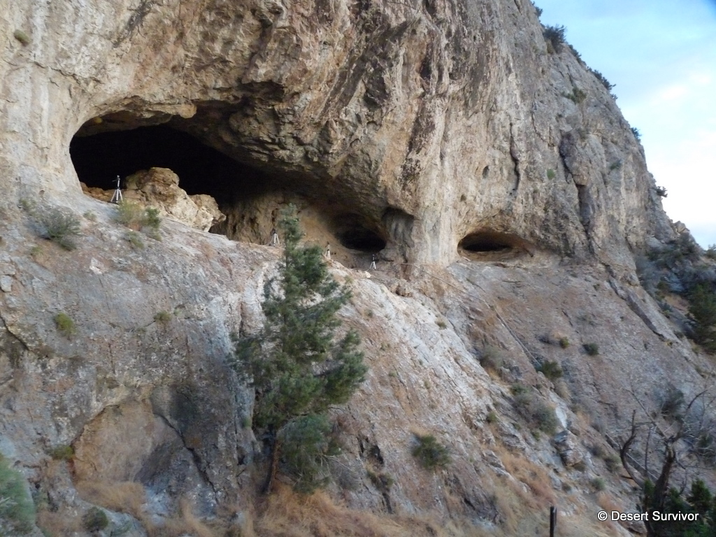 Desert Survivor: Bat Flight from Rose Guano Cave