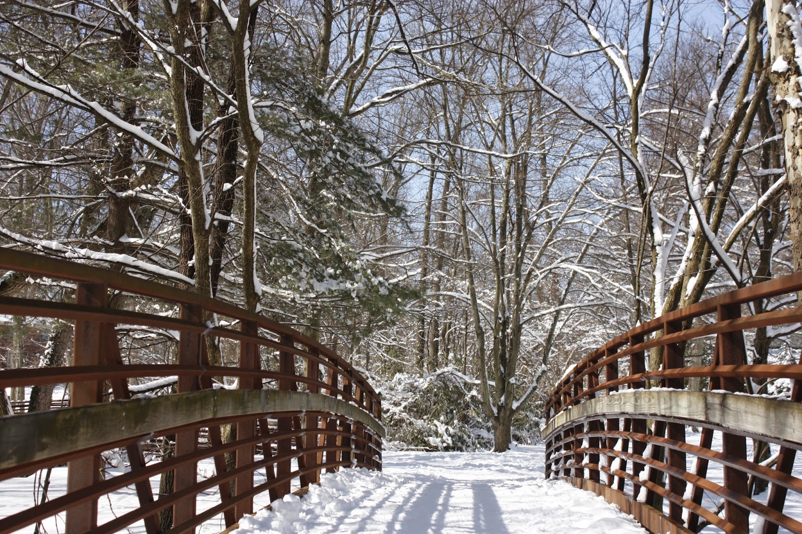DC Scorpio Blog: Sligo Creek Snow, Silver Spring MD