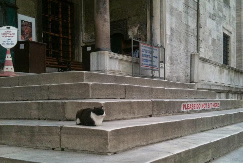 These 25 animals prove that rules are made to be broken (25 pics ...