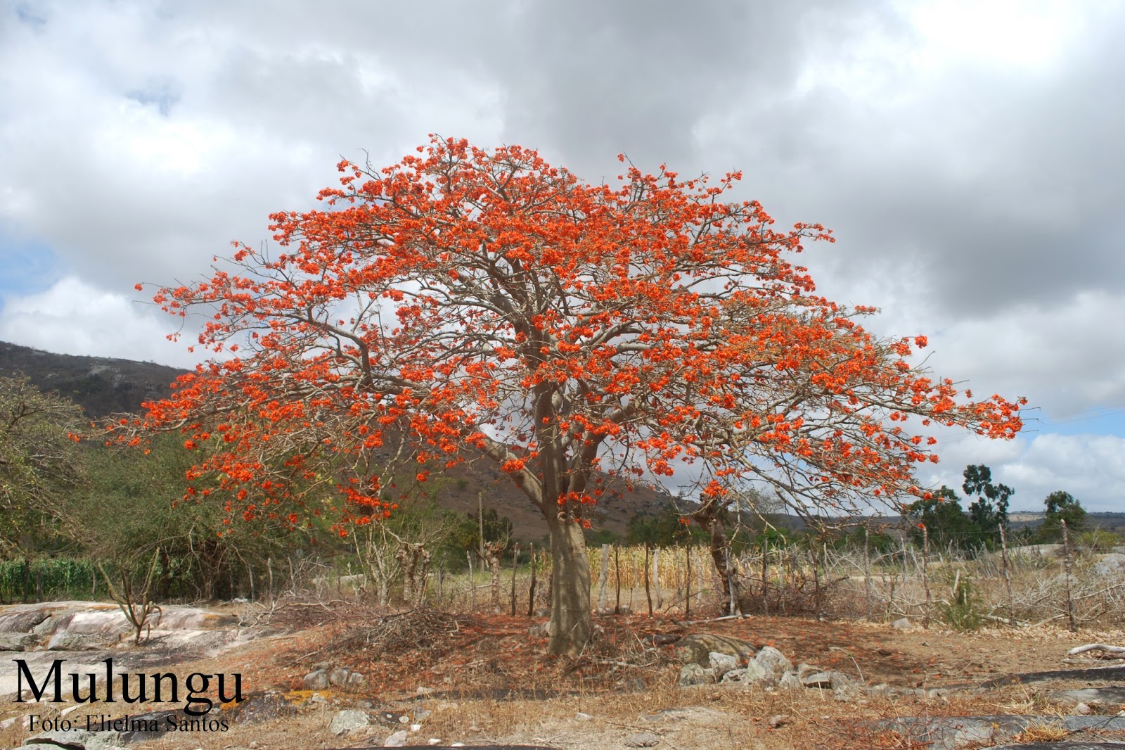 Histórias e Cenários Nordestinos: Mulungu