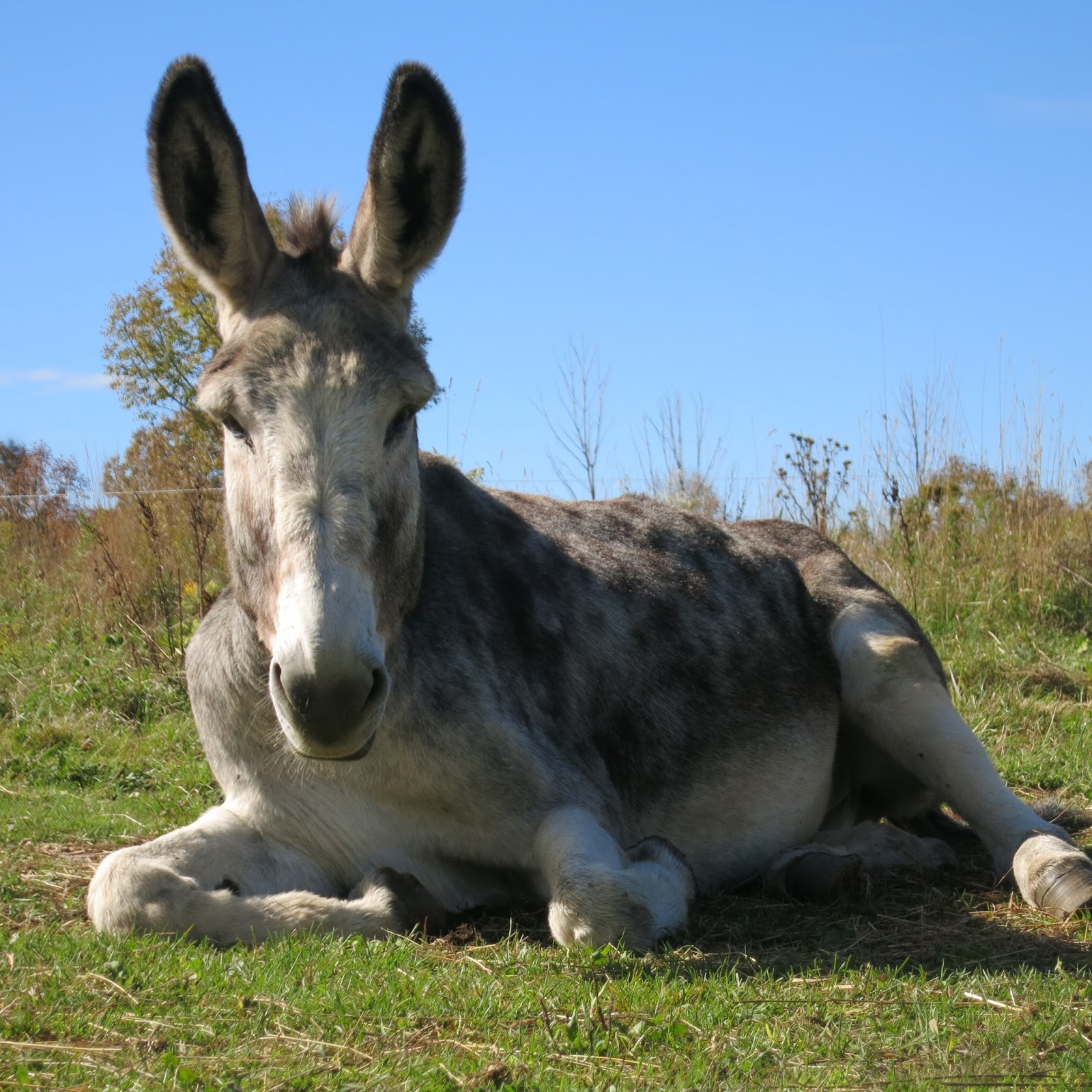 The Dancing Donkey: Donkey Time