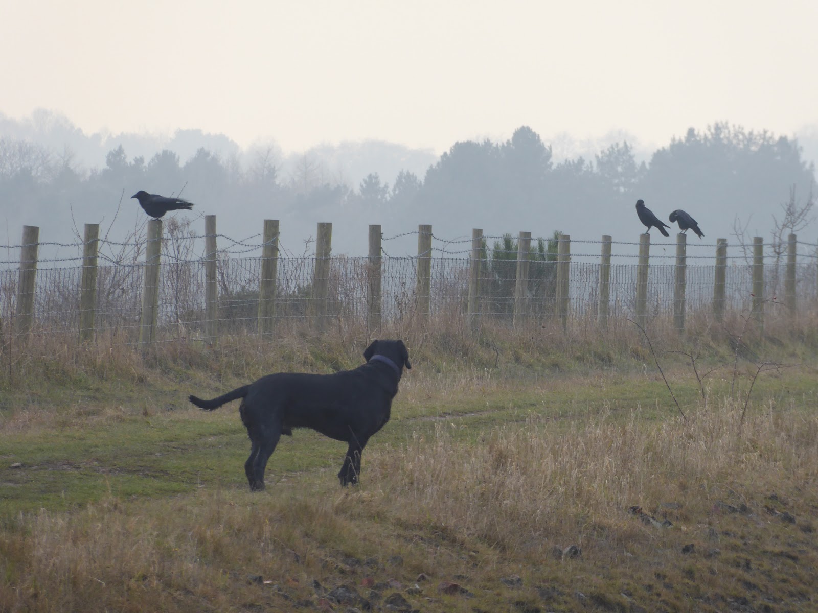 Dog Blog: Ozzy and all the black dogs, chasing crows and splashing about