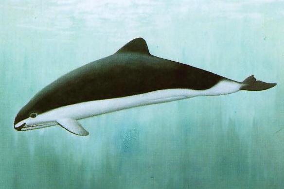 Artes de Pesca: VAMOS A PESCAR MARSOPA