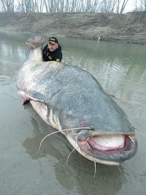 International Fishing News: ITALY: record size 265 lbs wels catfish caught