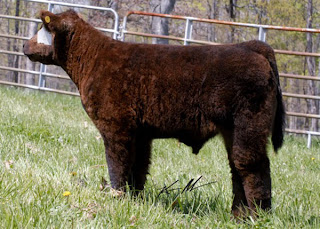 Lautner Farms: Unstoppable - The Soundest Siring Club Calf Bull in ...