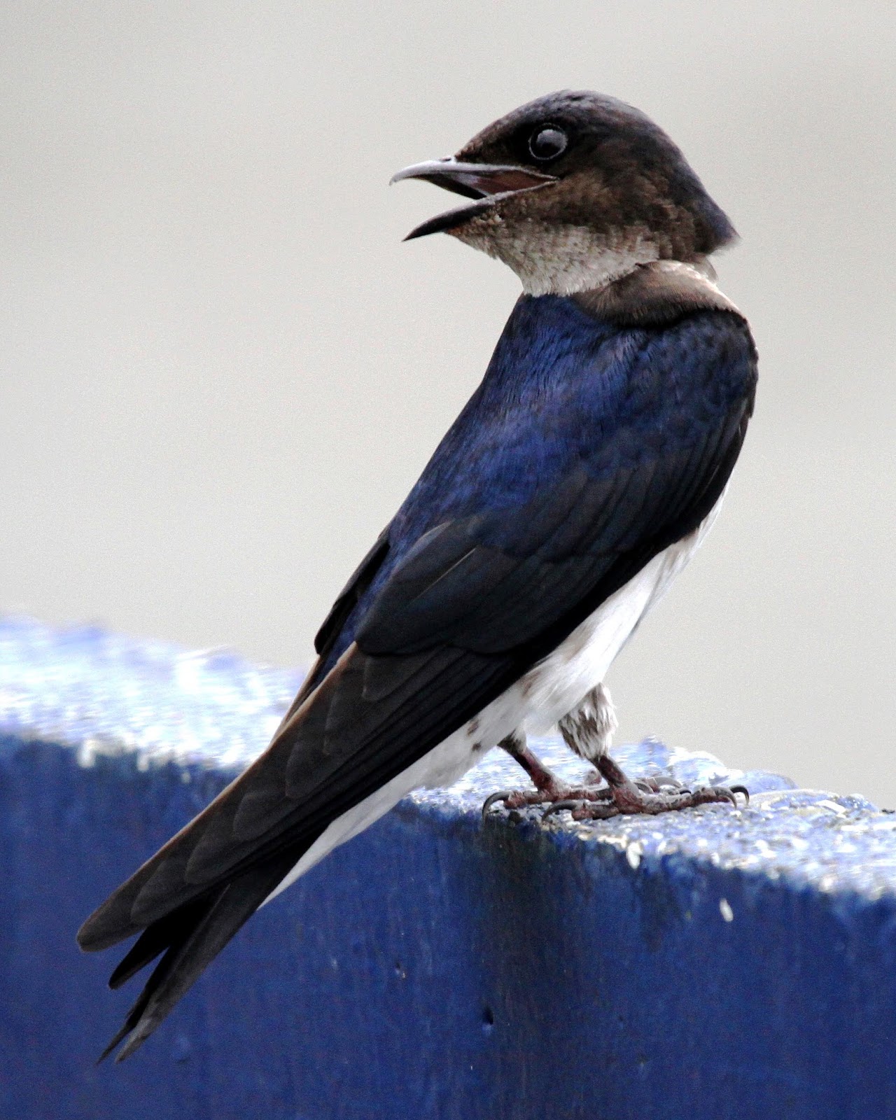 Bellas Aves de El Salvador: Progne chalybea (golondrina doméstica o ...