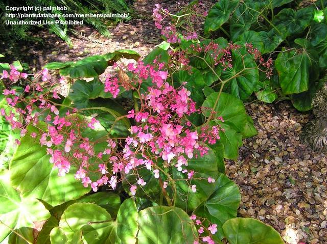 Всё о бегониях и не только...: Begonia 'Foxy Lady', Begonia 'Freddie ...