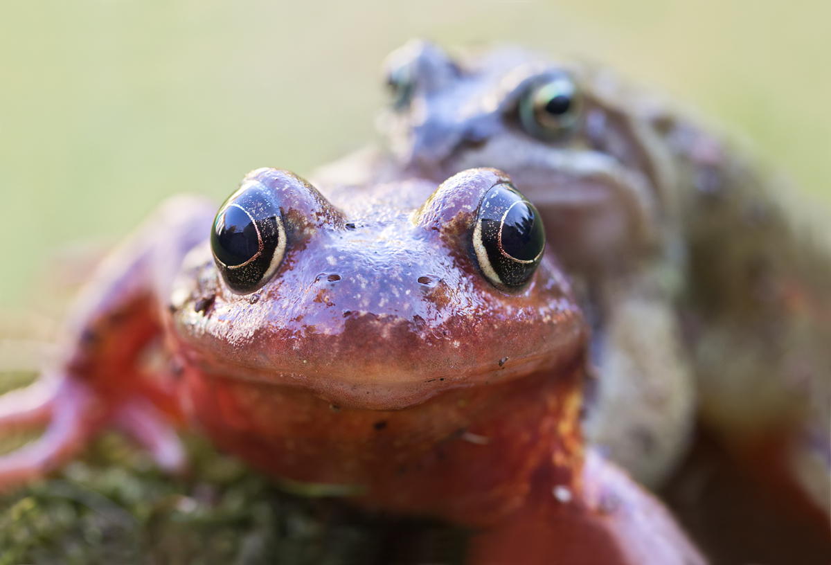 Matt Cole Macro Photography: Common Frogs