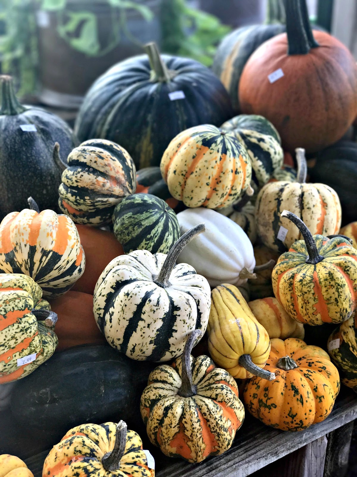 A Little Loveliness: Celebrating Autumn Pumpkins