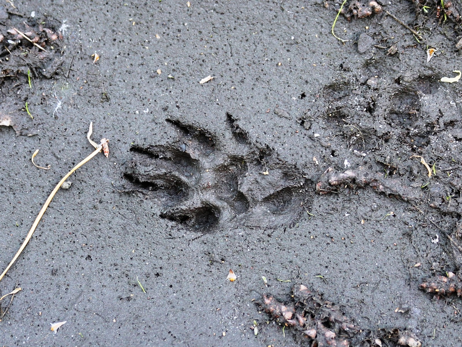 Przyrodnicze obserwacje : Ślady wydry (16)