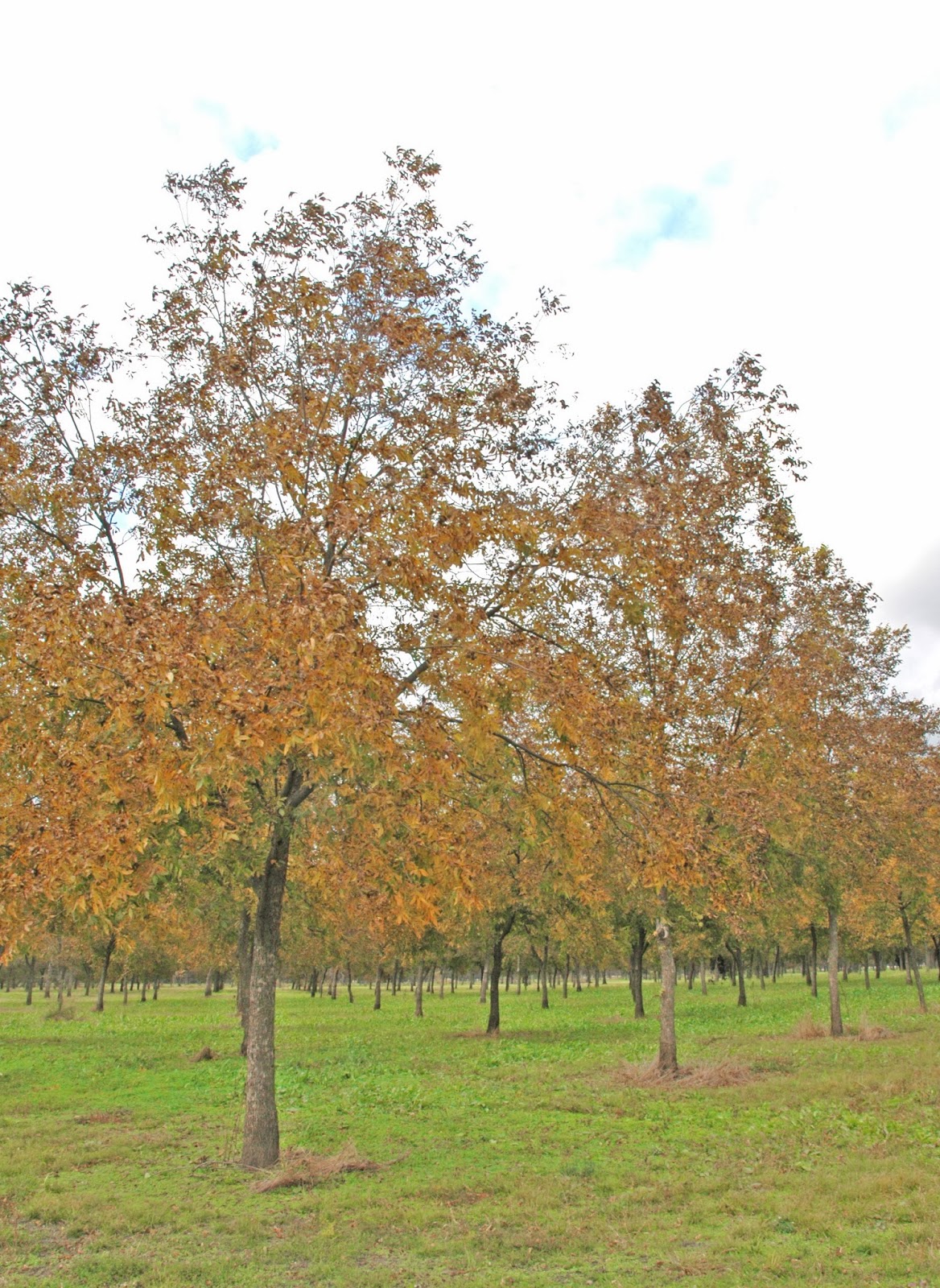 Northern Pecans: Northern pecan cultivars and fall foliage color