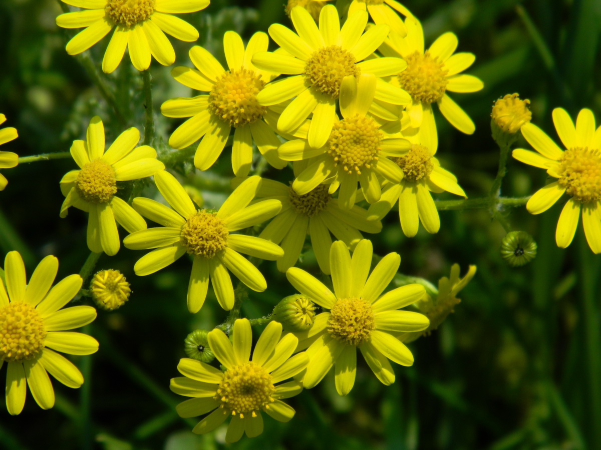 LA MULTI ANI, ROMANIA!: Flori de camp