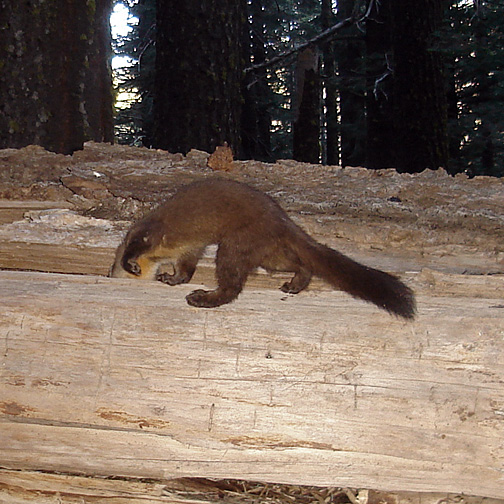 Camera Trap Codger: Marten at dawn