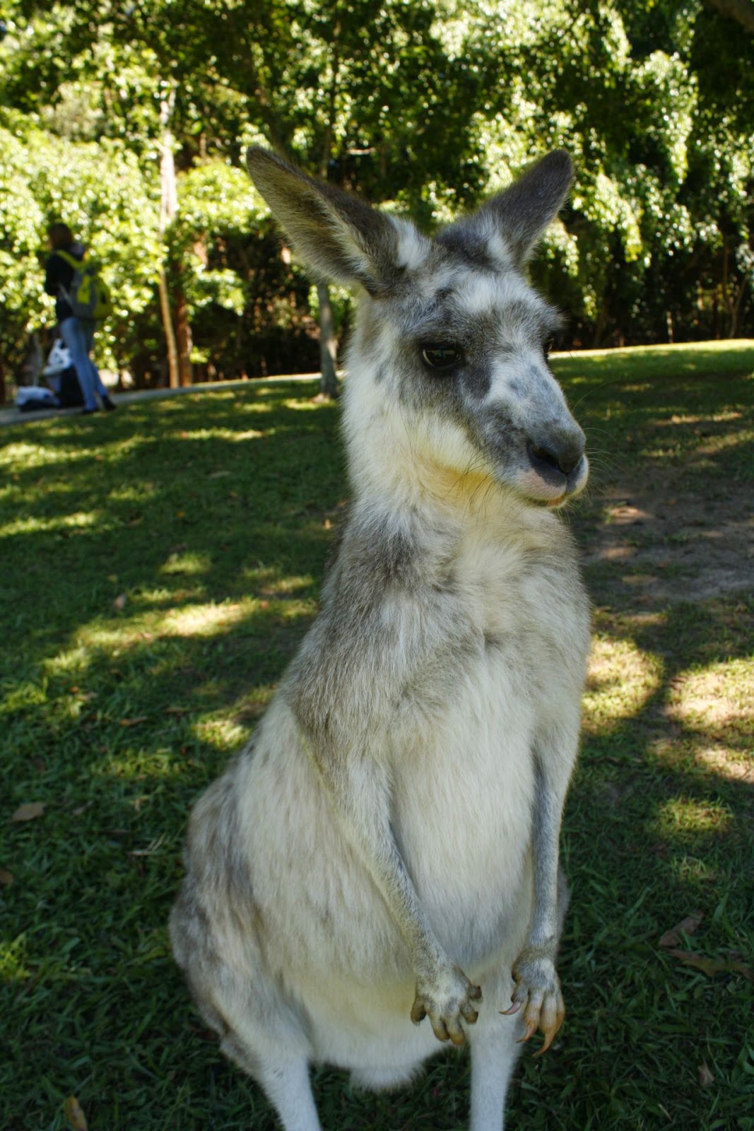 Crikey, mate! | Our Year In Australia