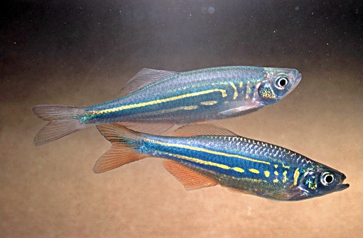 Ikan Seluang | Aqua Scap