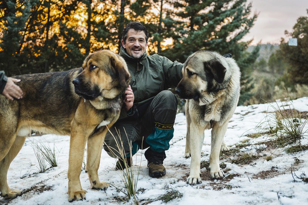 DAVID NIETO MACEÍN. ETOLOGÍA Y CONSERVACIÓN DEL LOBO: "SUECIA PODRÍA ...