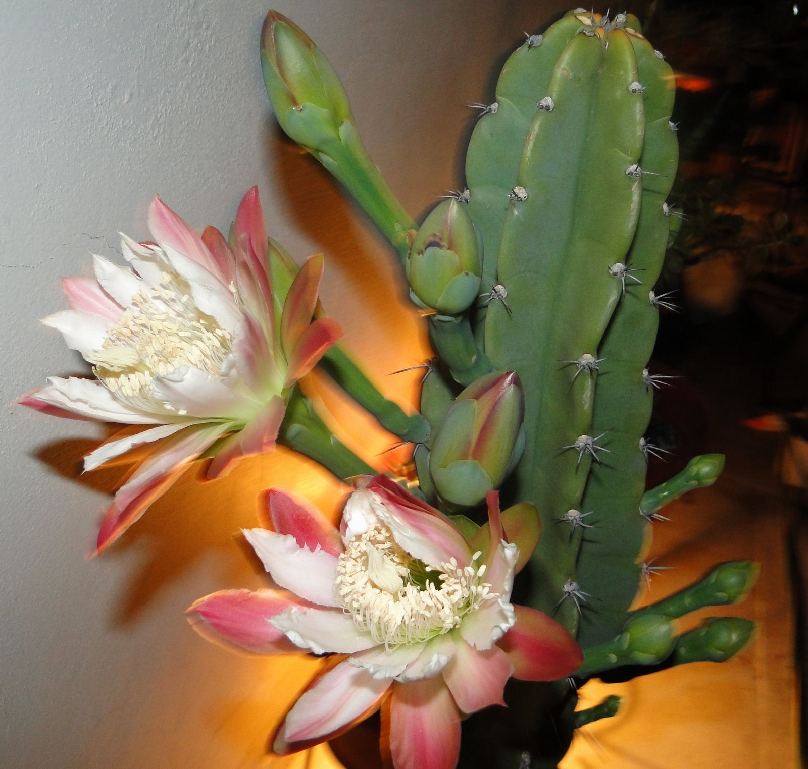 Mis Plantas - My plants: CEREUS...