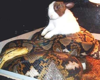 Very Funny All Wallpaper: Funny rabbit images