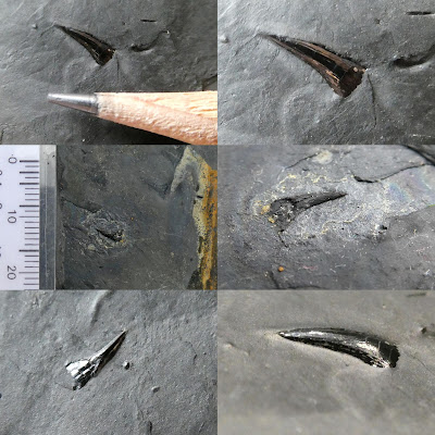 Julia Garner : Rhizodont (Rhizodopsis) teeth in the Coal Measures